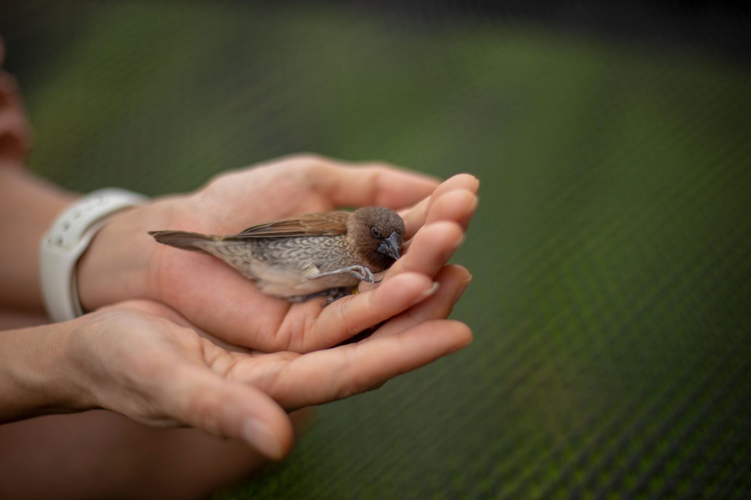 How to Tell If You Have a Sick Pet Bird | Ten West Bird & Animal ...