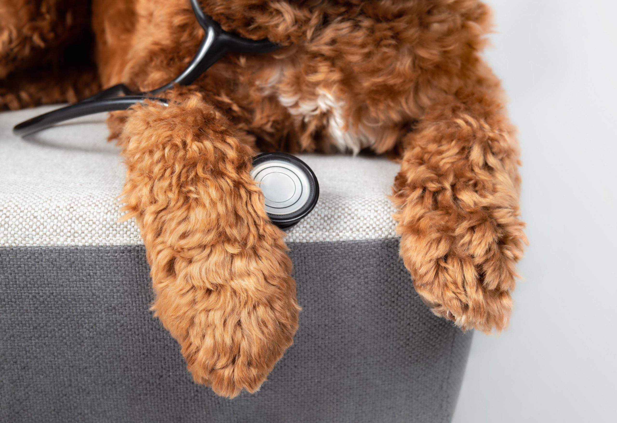 Why the Pet Wellness Check Is So Important | Ten West Bird & Animal ...