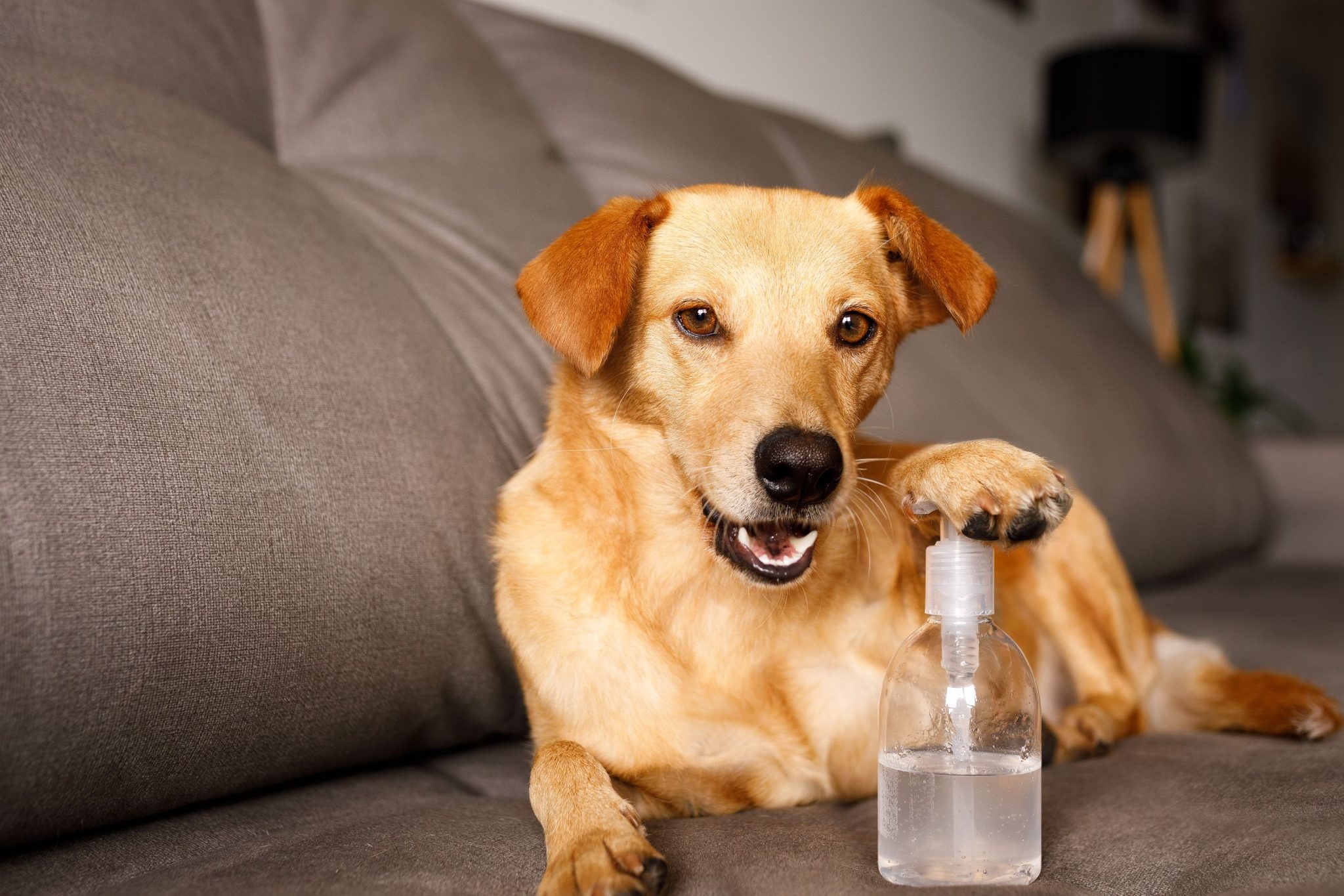 National Pet Poison Prevention Month | Ten West Bird & Animal Hospital ...