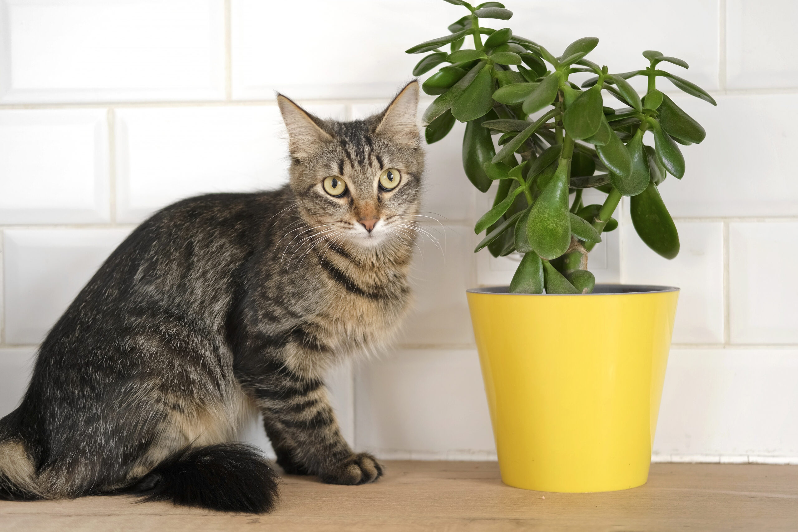 National Pet Poison Prevention Month | Ten West Bird & Animal Hospital ...