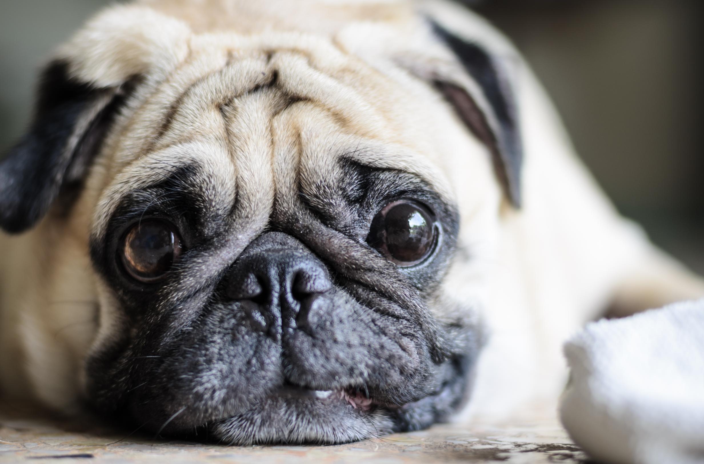 Understanding and Treating Dog Acne | Ten West Bird & Animal Hospital ...